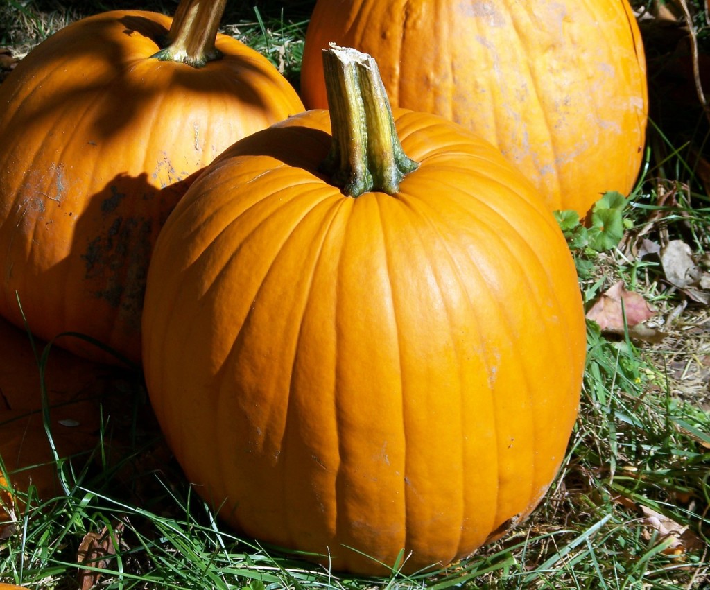 The 5 Senses of Fall - Creative Home Keeper